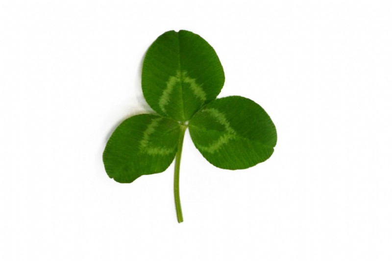 Large Leaved White Clover | Species Information