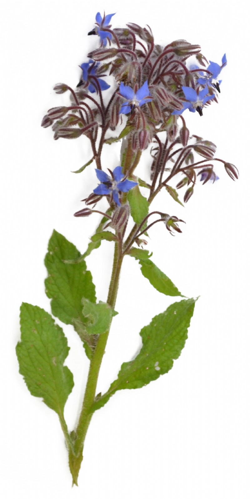 Borage | Species Information