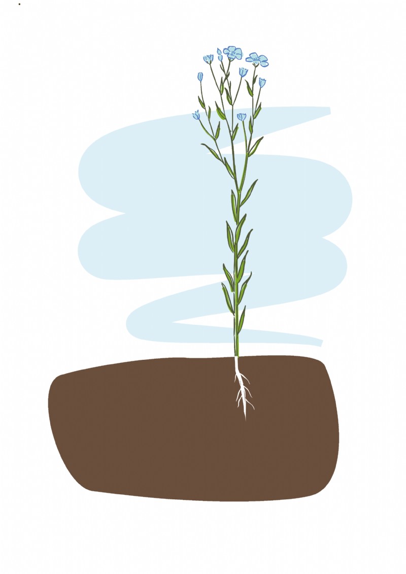 Linseed | Species Information