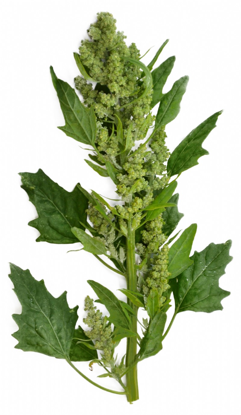 Quinoa Plant Leaves