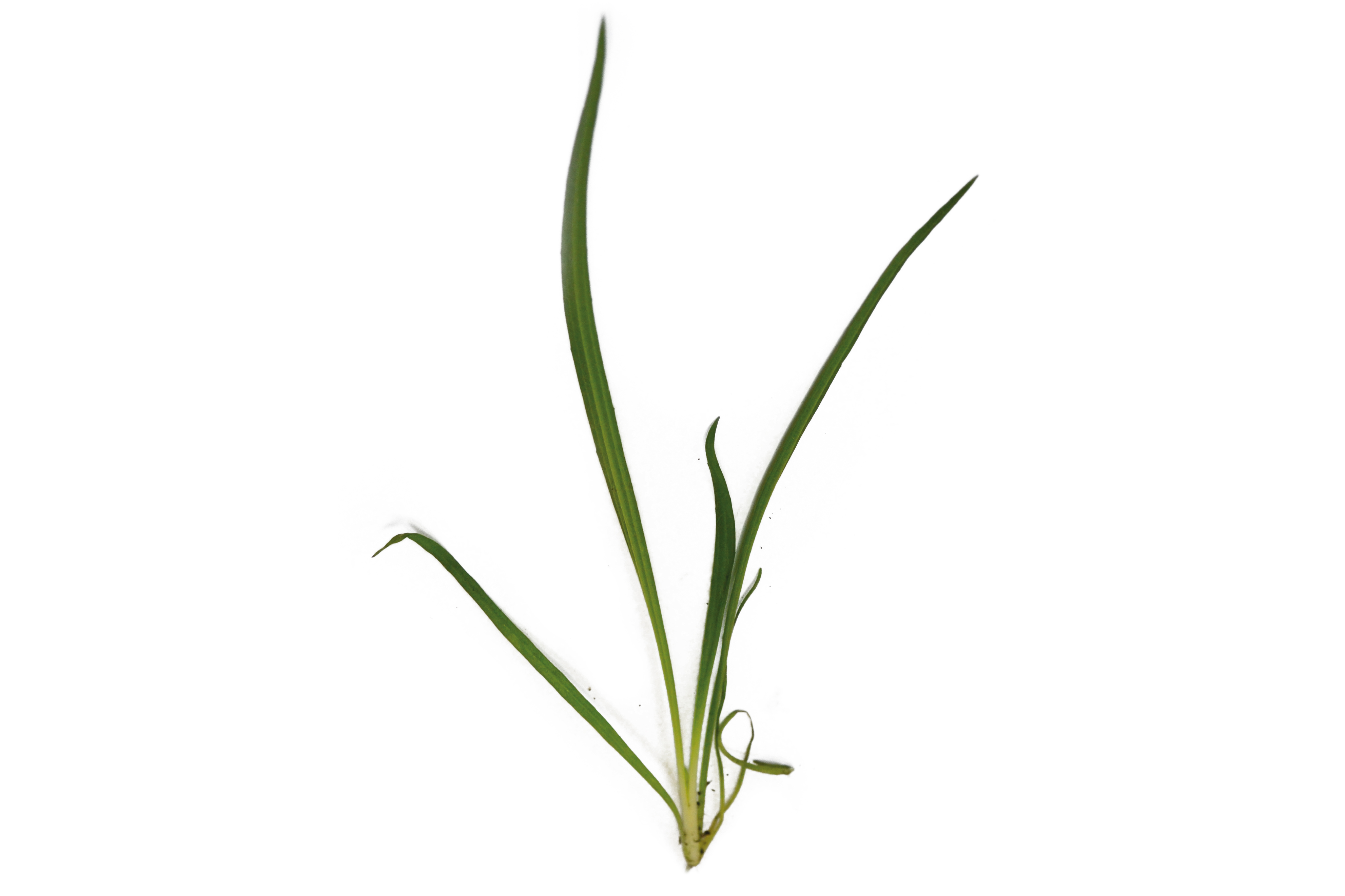 Ribgrass (plantain) | Species Information