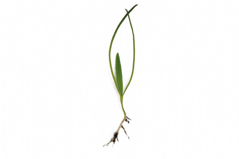Ribgrass (plantain) | Species Information