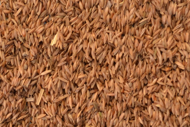 Rough Stalked Meadow Grass | Species Information