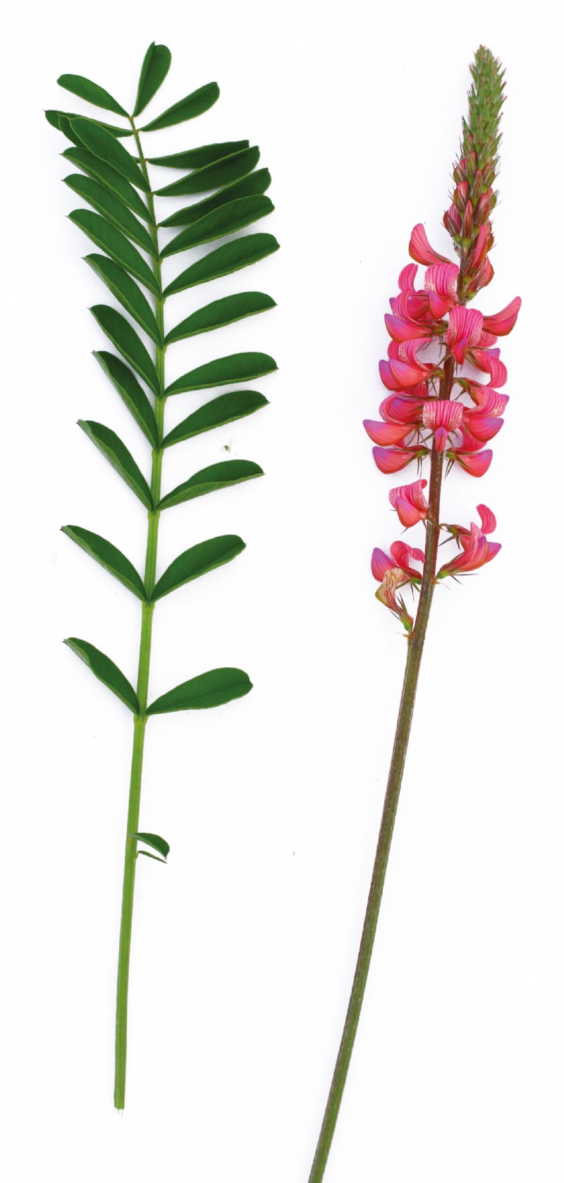 Sainfoin | Species Information