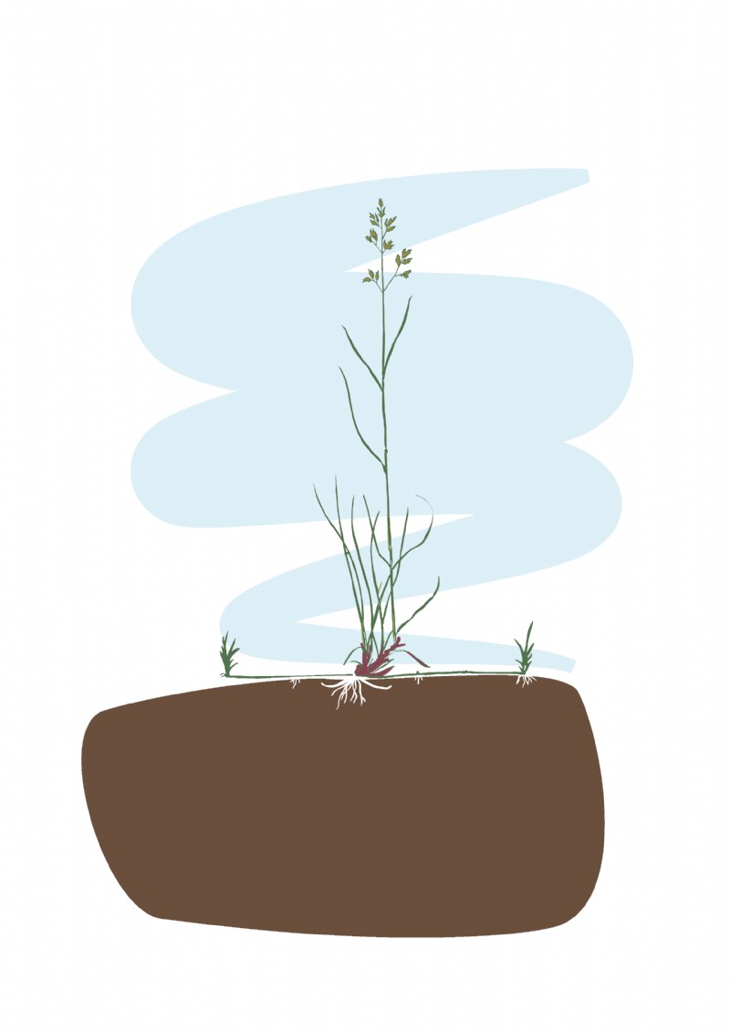 Slender Creeping Red Fescue | Species Information