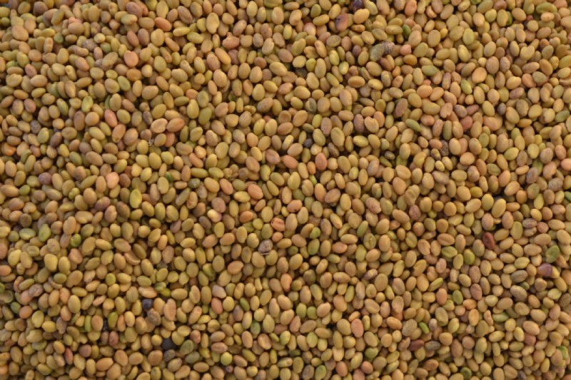 Sweet Clover | Species Information