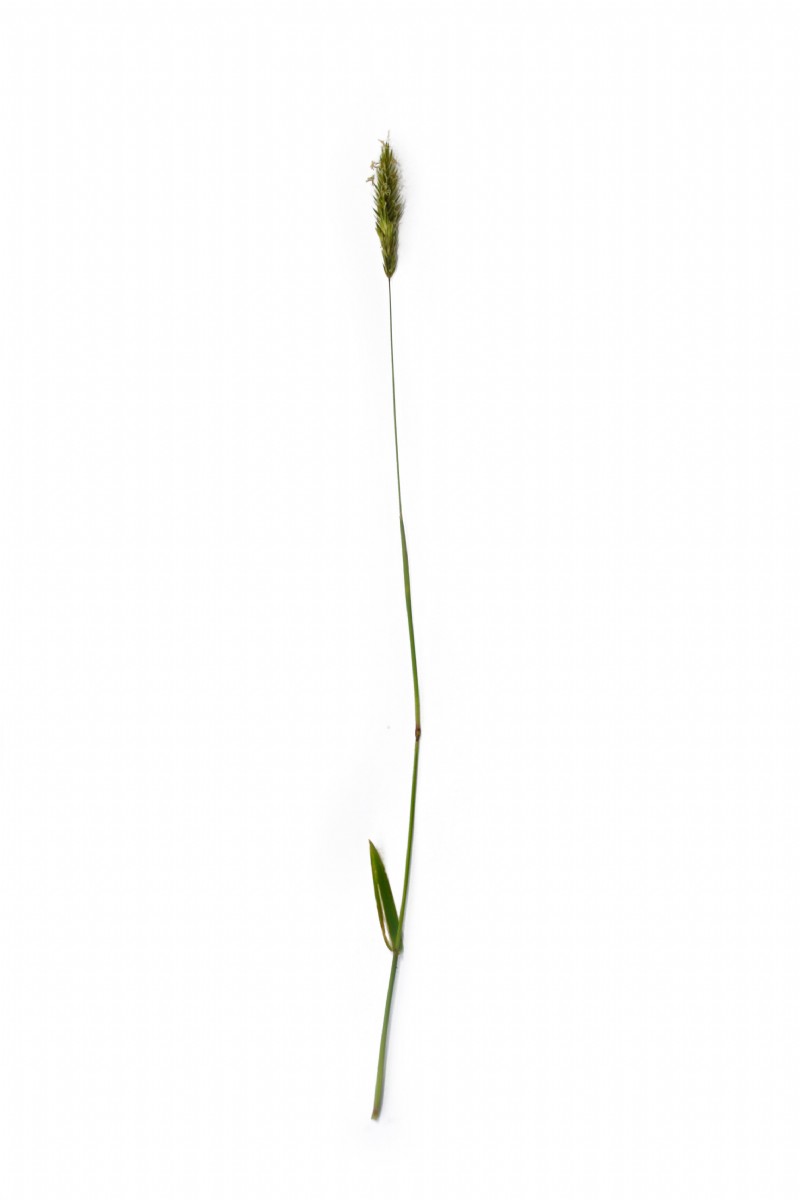 Sweet Vernal Grass | Species Information