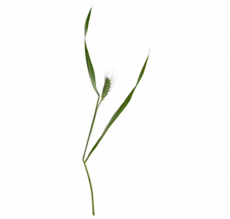 Triticale | Species Information