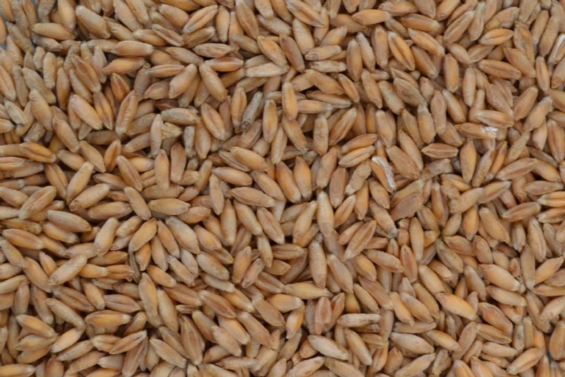 Triticale | Species Information