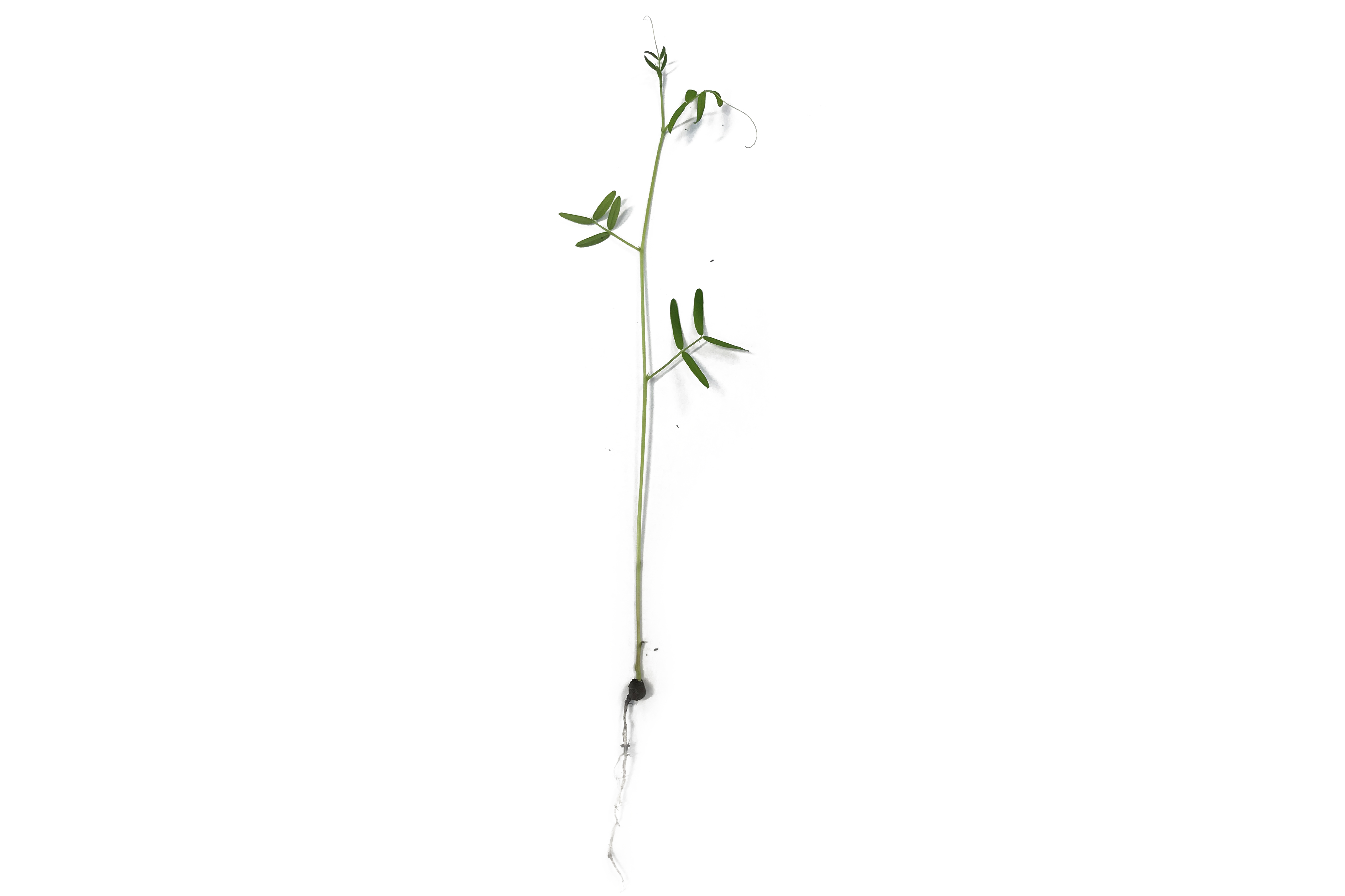 Tufted Vetch | Species Information