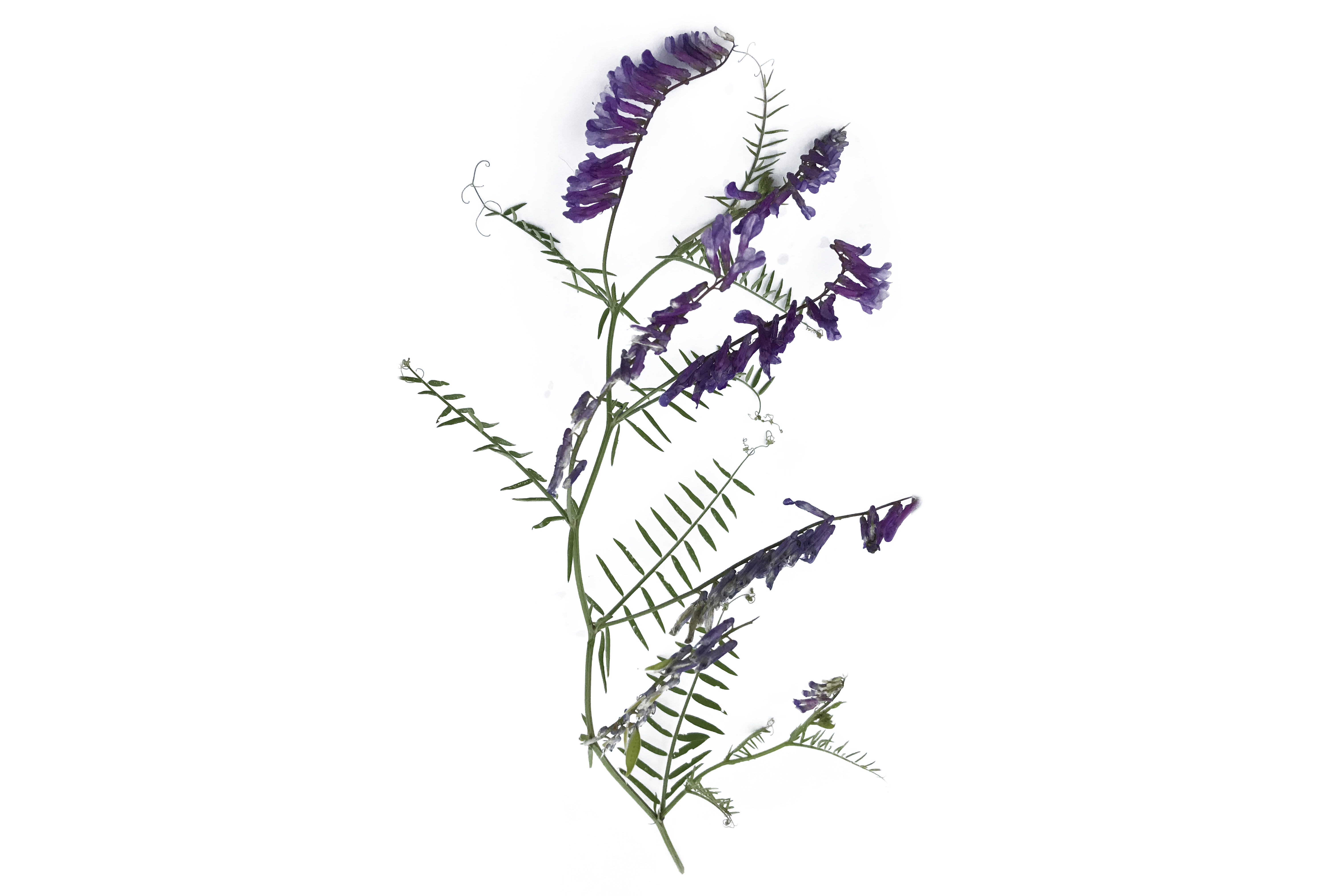 Tufted Vetch | Species Information