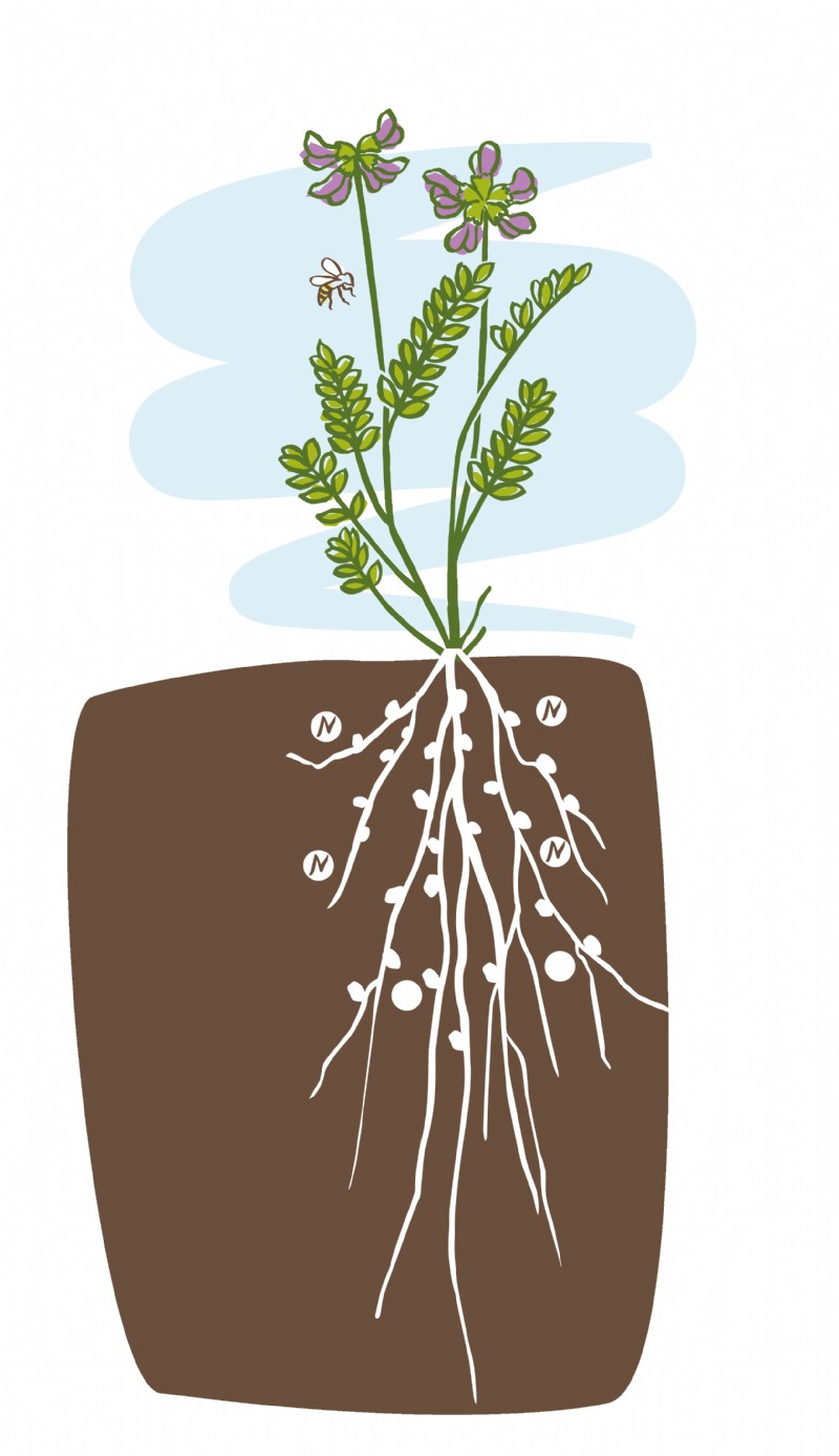 Vetch | Species Information