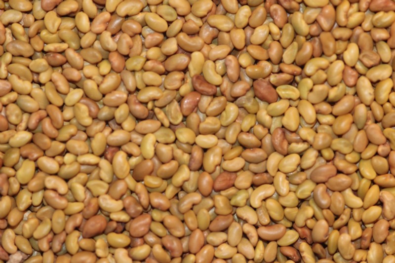 Lucerne | Species Information