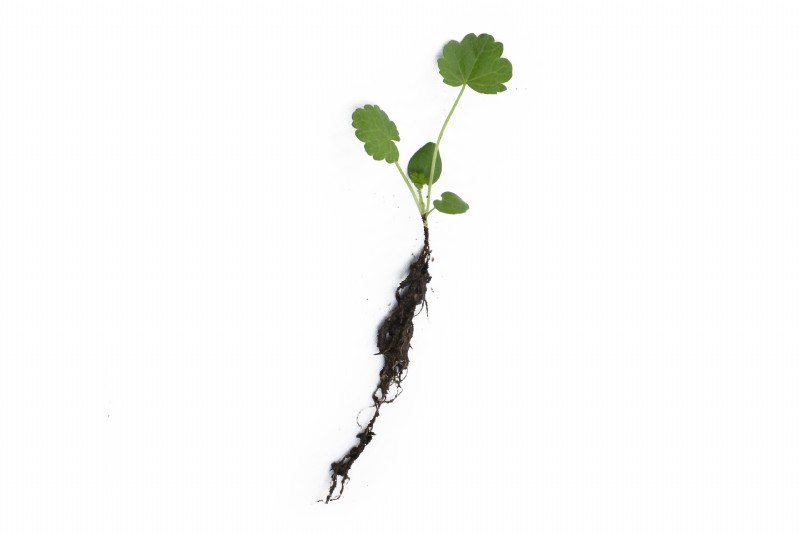 Musk Mallow | Species Information