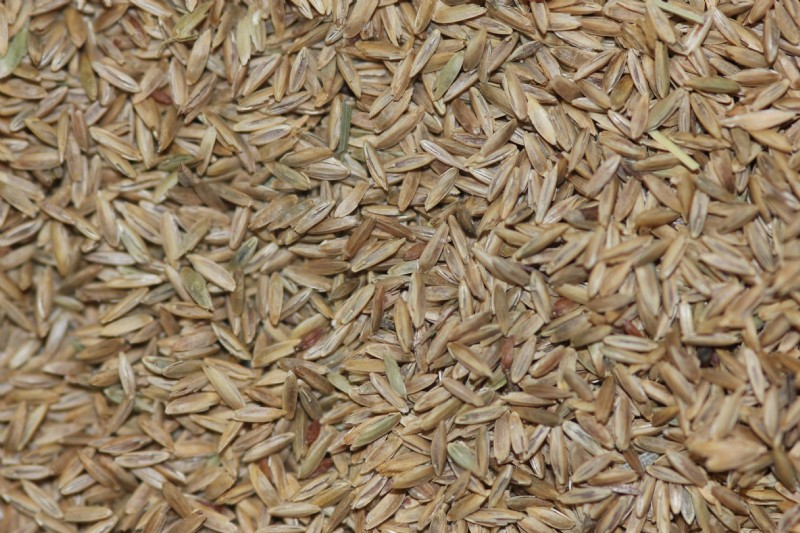 Smooth Stalked Meadow Grass | Species Information