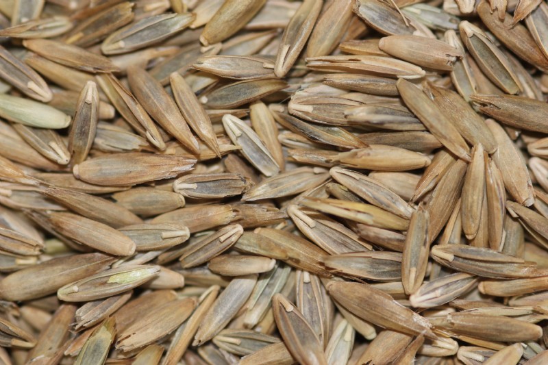 Tall Fescue | Species Information