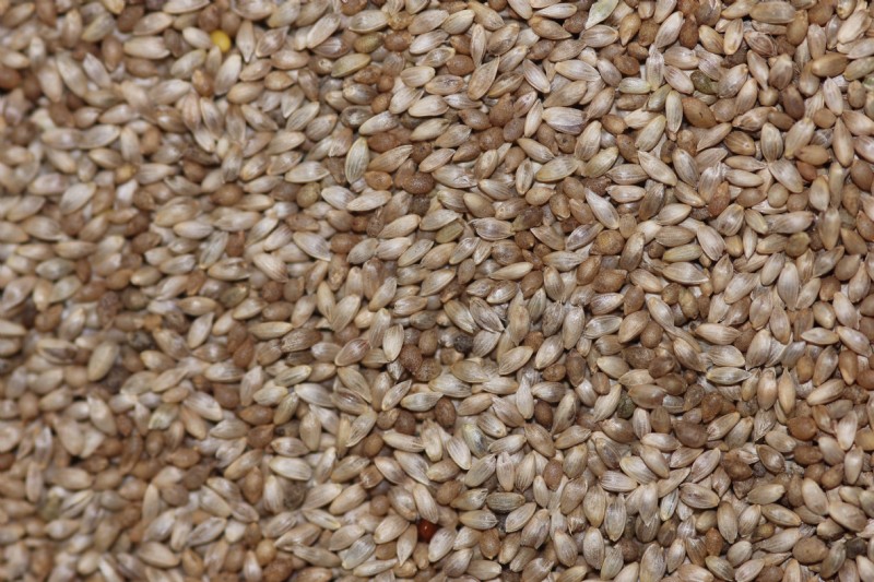 Hay Grass Seed Mixture at Naomi Marshall blog