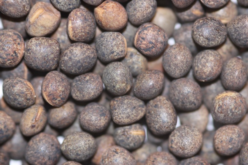 Vetch | Species Information