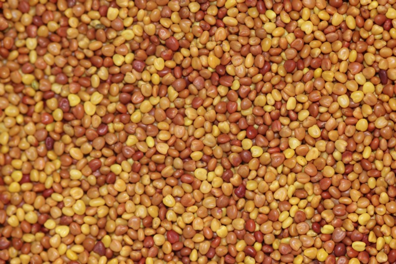 Large Leaved White Clover | Species Information